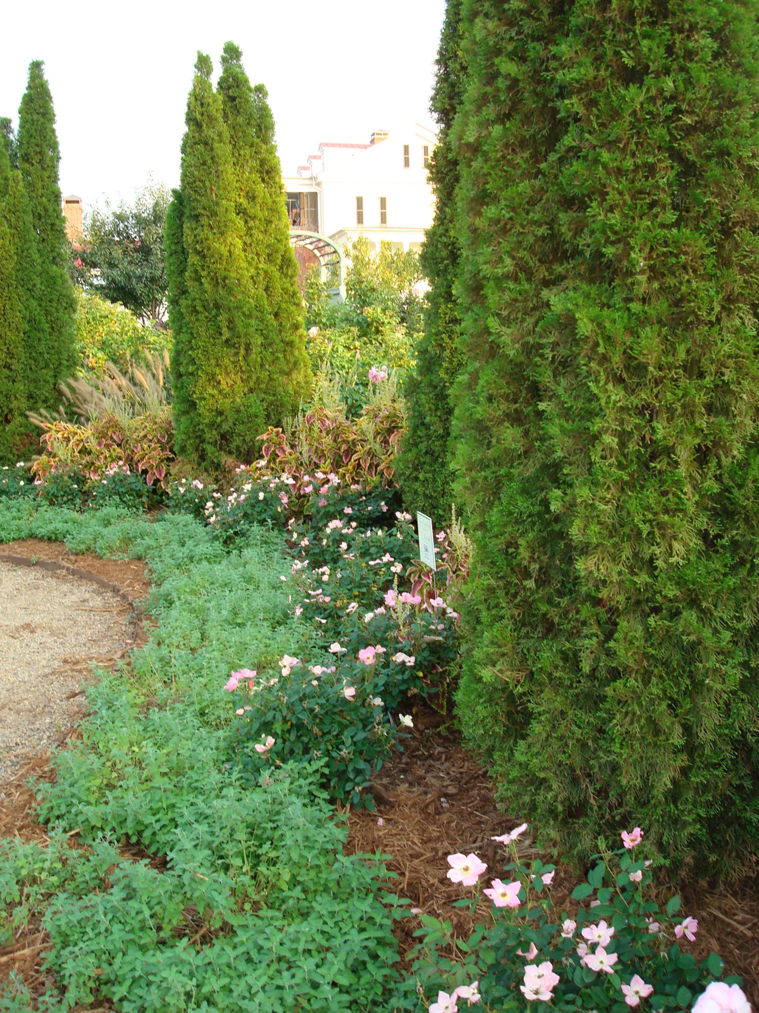 Create a Living Fence with Evergreens – P. Allen Smith