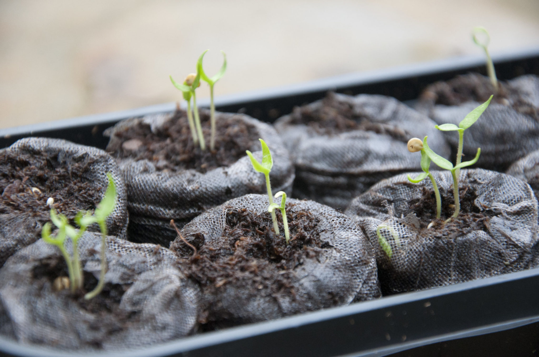 Starting seeds indoors is easy, inexpensive, and a whole lotta fun – P ...