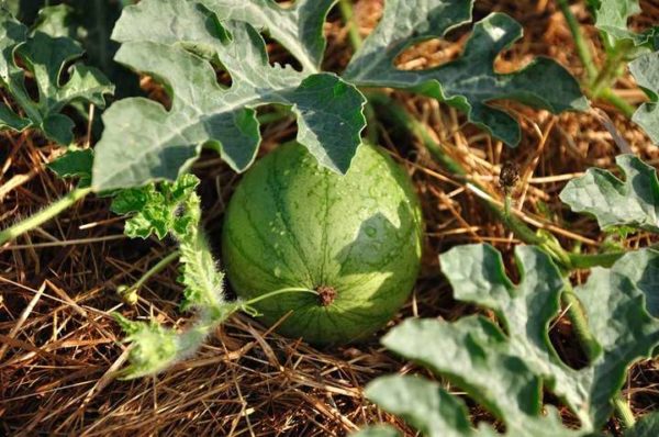 Watermelon’s 5 Buddies in the Garden – P. Allen Smith