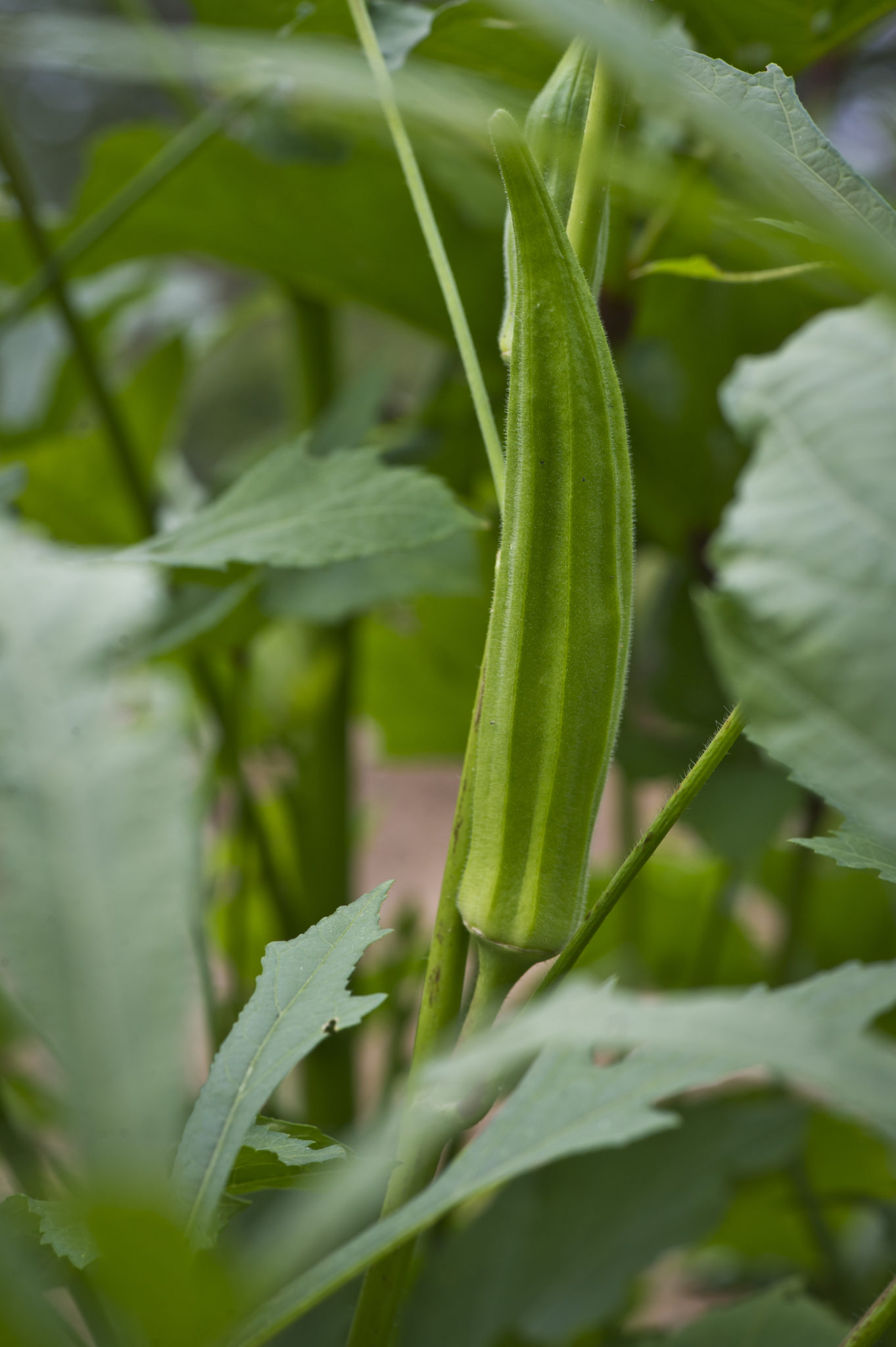Growing Okra – P. Allen Smith