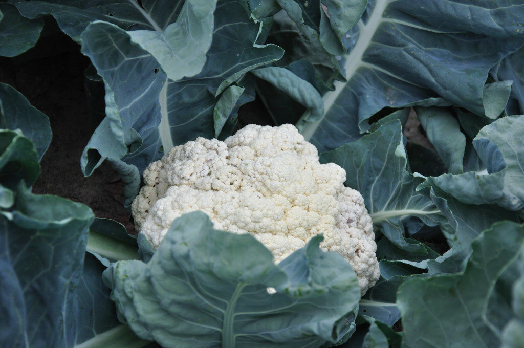 5 Health Benefits of Cauliflower