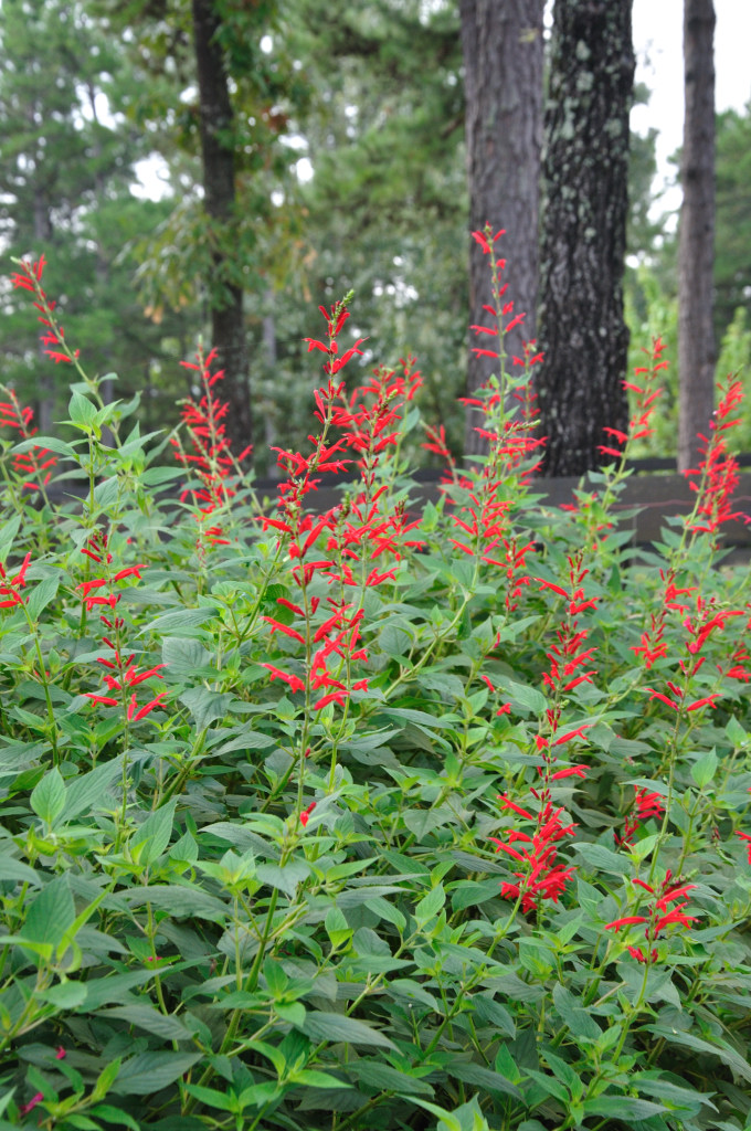 Our 5 Favorite Flowering Herbs – P. Allen Smith