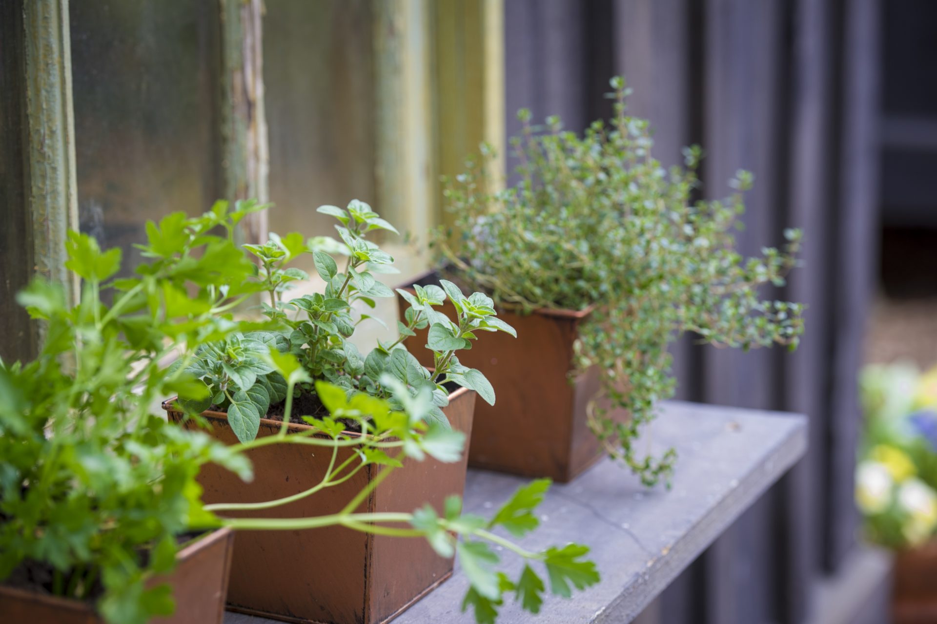 7 Ways to Grow Food in Small Spaces – P. Allen Smith