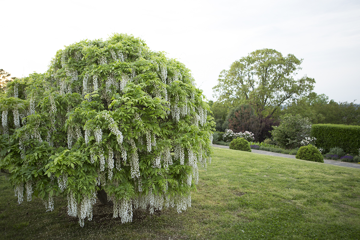The Wonders of Wisteria – P. Allen Smith