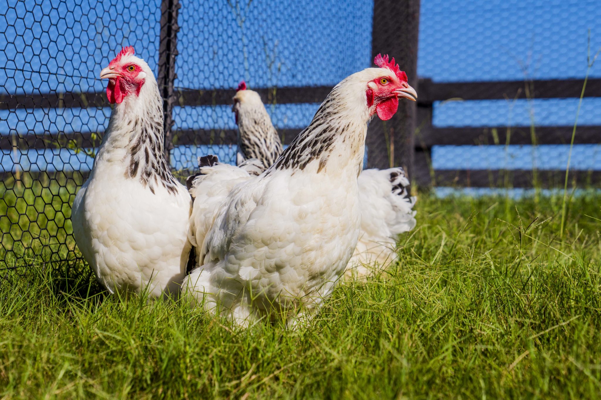 It’s A Good Day To Have A Good Day! – P. Allen Smith