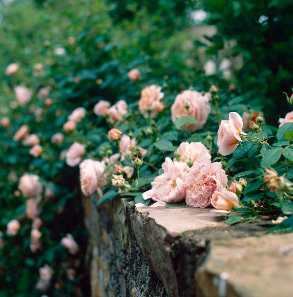 Colette Rose – P. Allen Smith