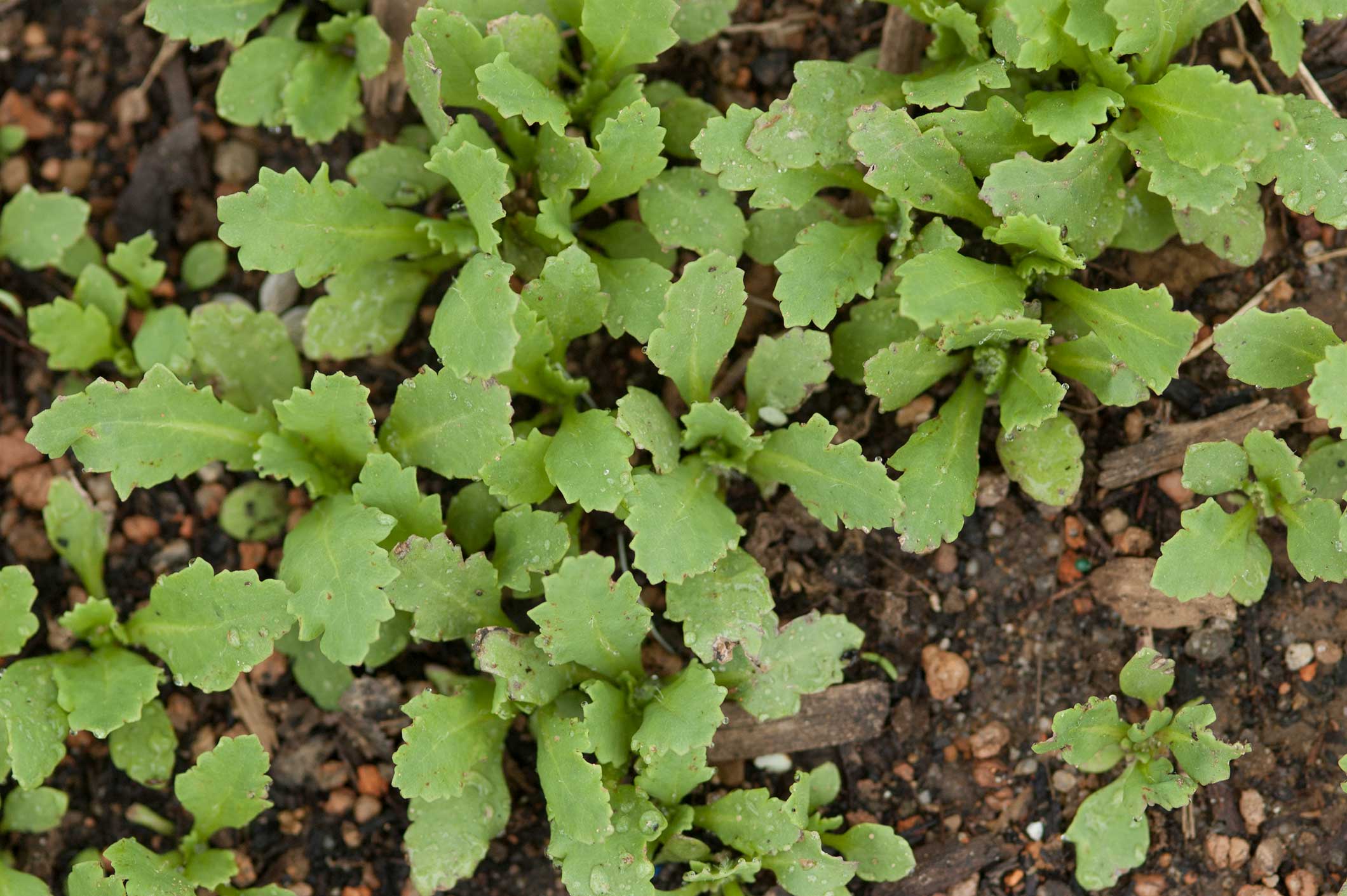 Growing Micro and Baby Greens Indoors – P. Allen Smith