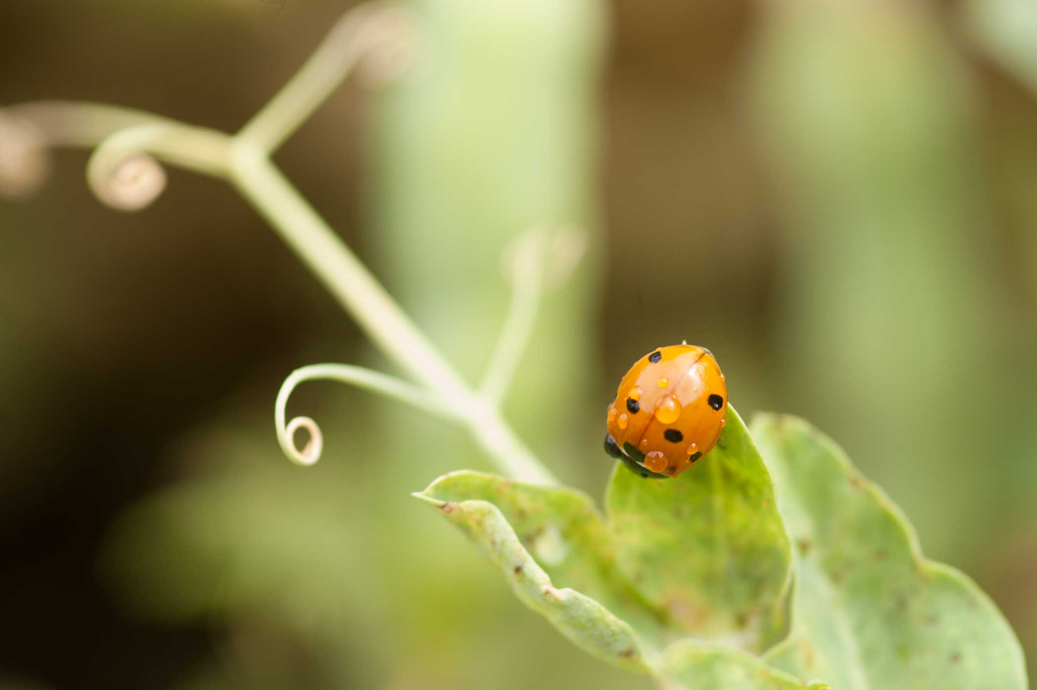 Ladybug Swarms – P. Allen Smith