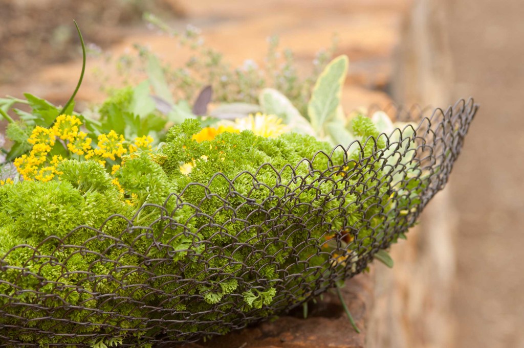 Herb Crafts – P. Allen Smith