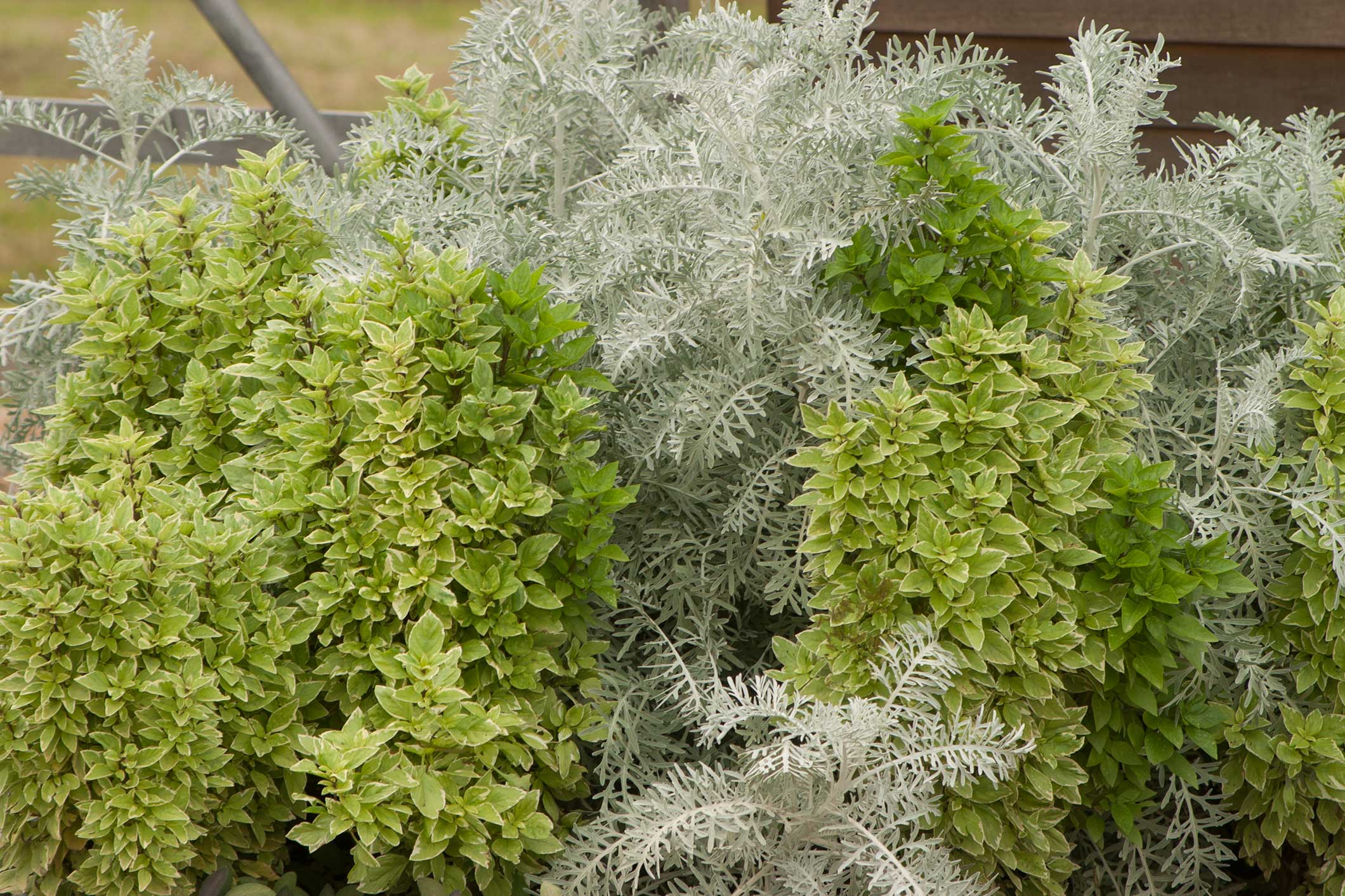 Herbscaping with Columnar Basil