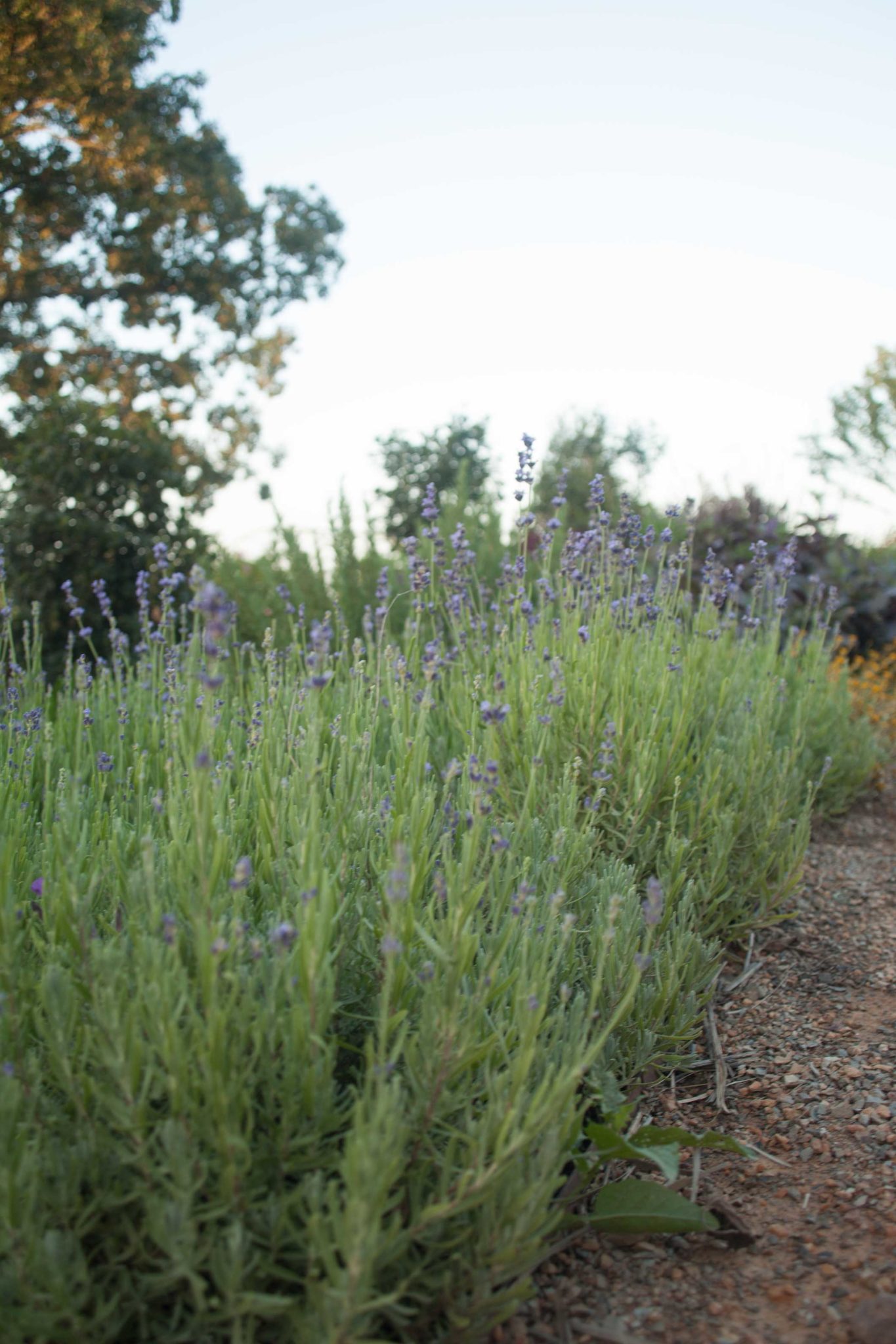 Provence Lavender – P. Allen Smith
