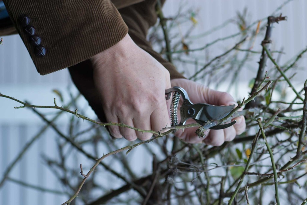 Pruning Roses – P. Allen Smith