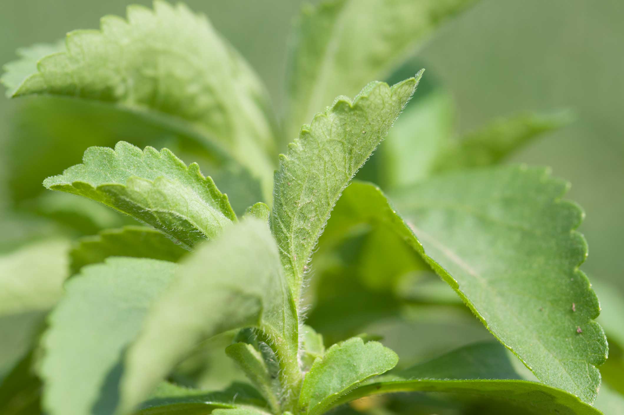 Sweetleaf – P. Allen Smith