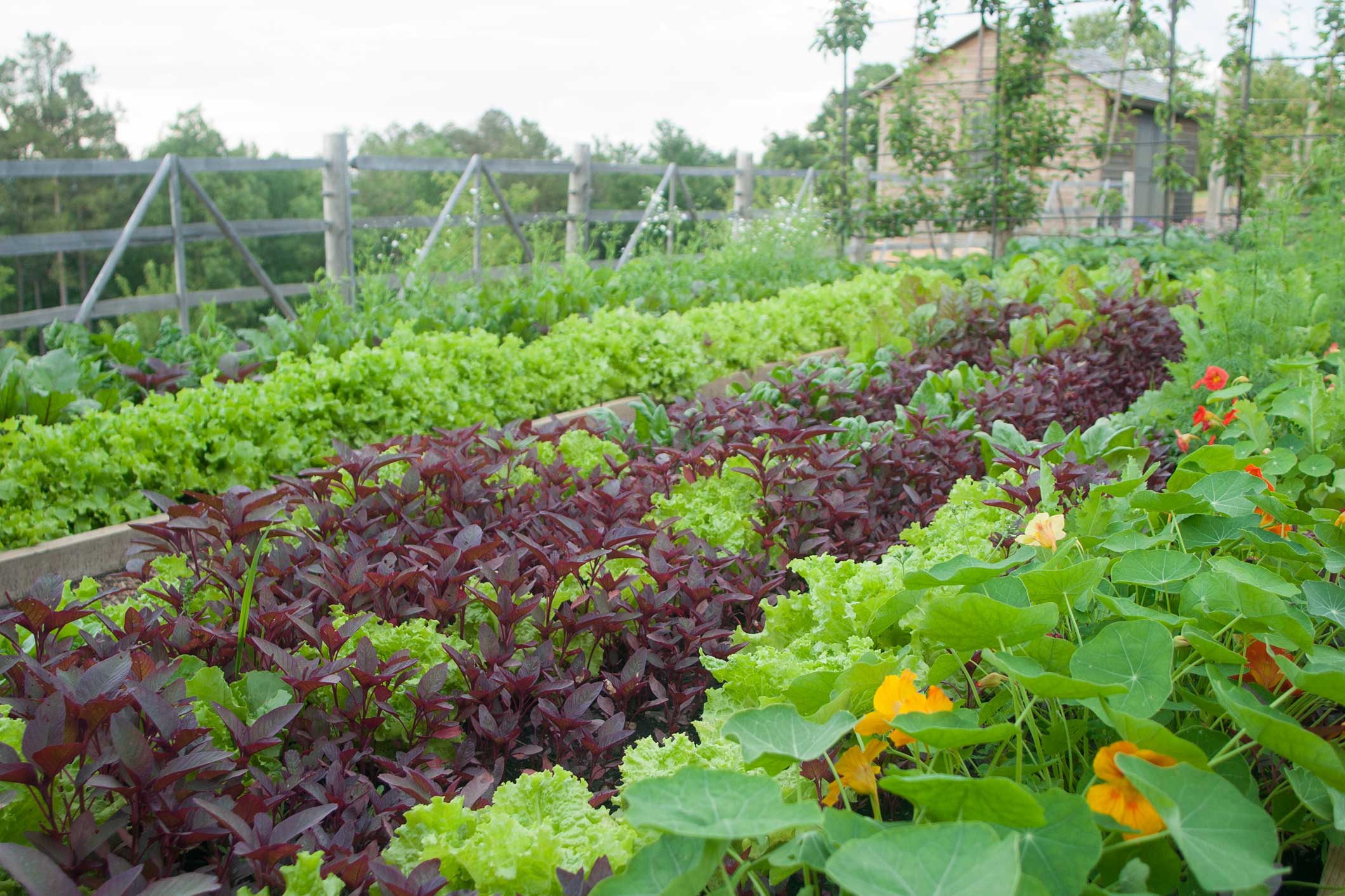 Kitchen Garden Plant Selection P Allen Smith Kitchen Garden Plant Selection P Allen Smith