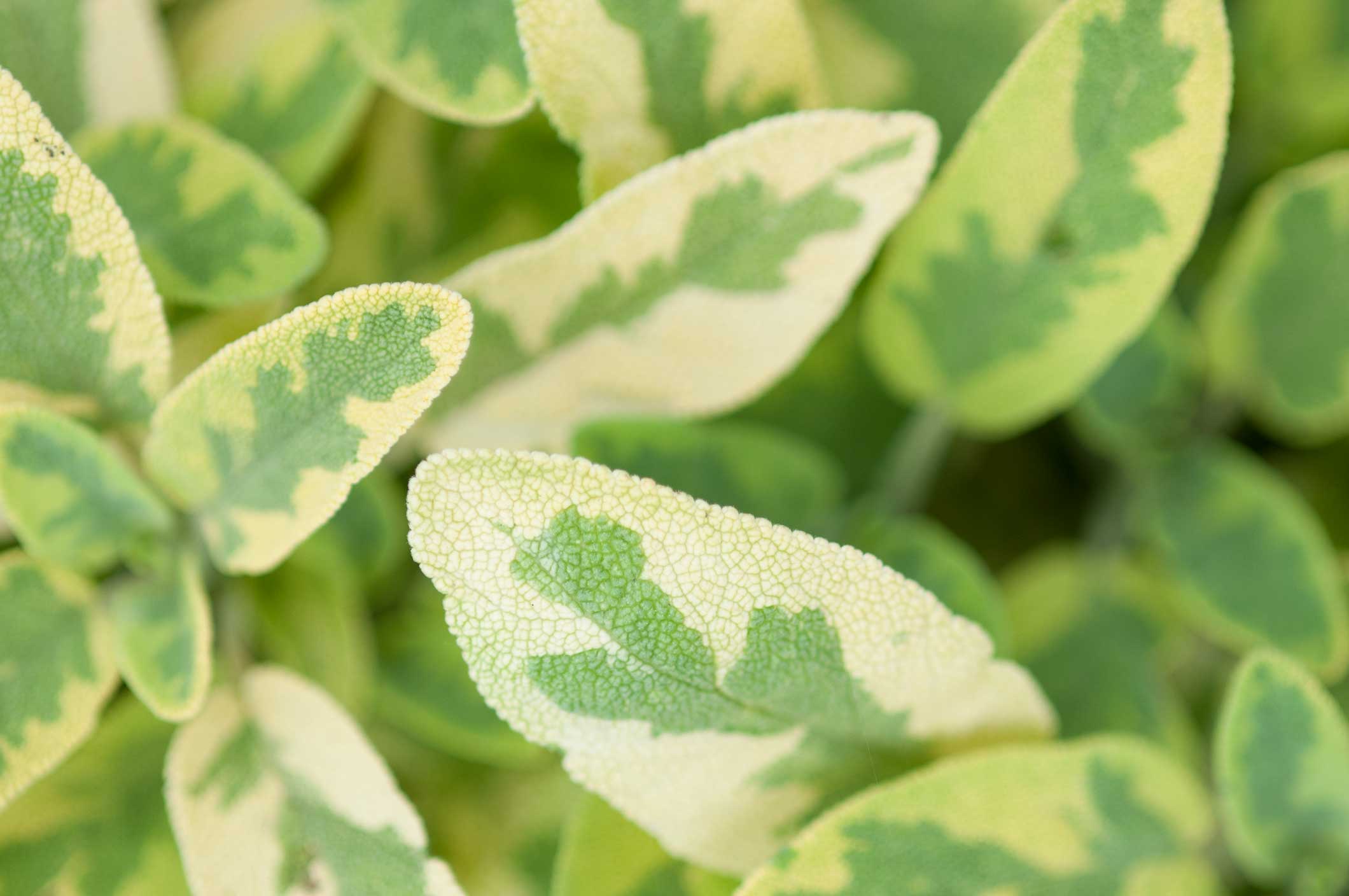 Golden Sage – P. Allen Smith