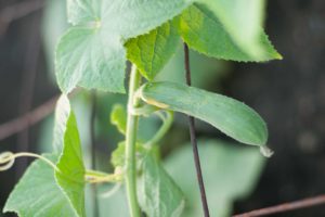 1-2-3 Done!™ Cucumber Trellis – P. Allen Smith