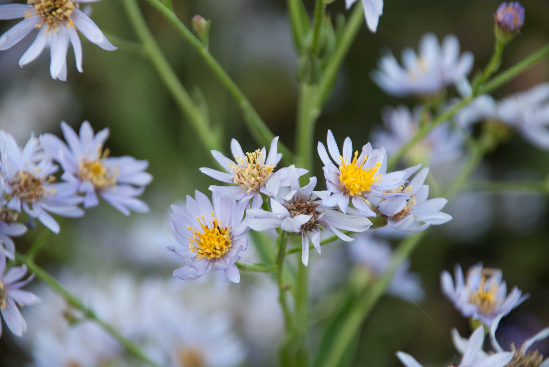 Tatarian Aster – P. Allen Smith