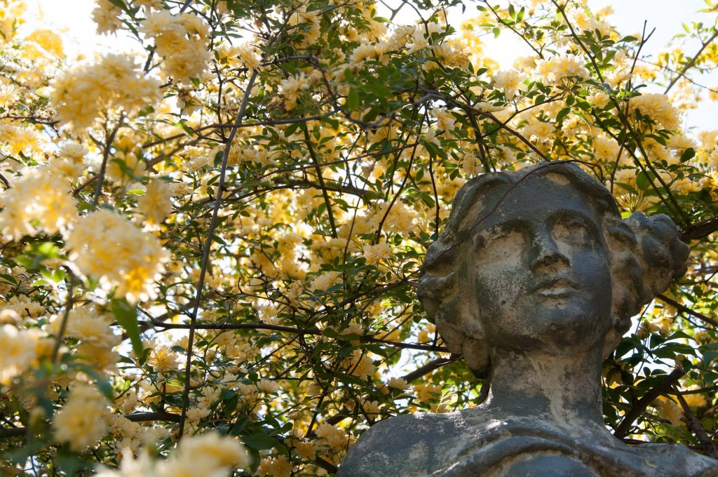 May Bloom – Roses – P. Allen Smith