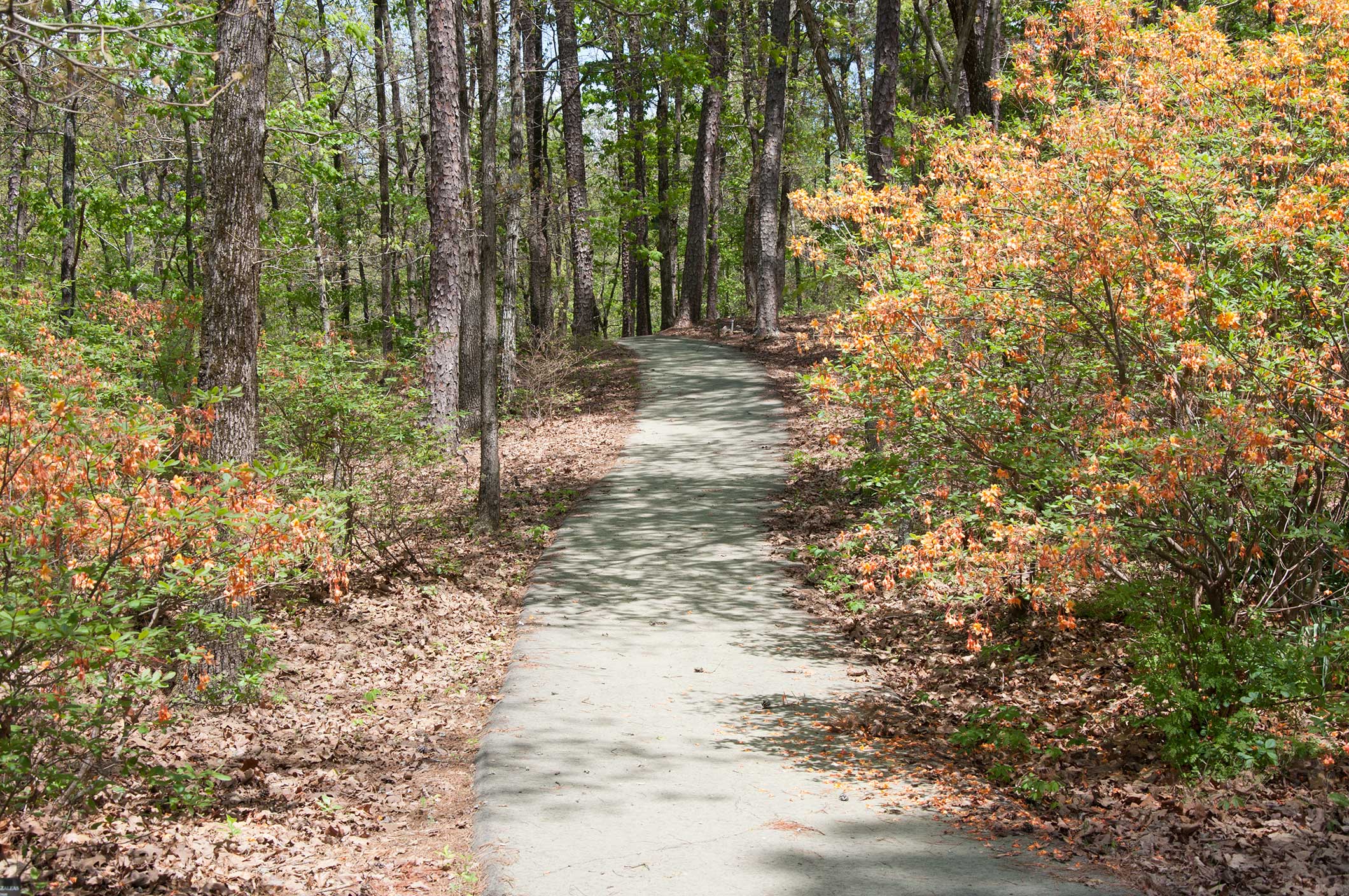 10 North American Native Shrubs – P. Allen Smith