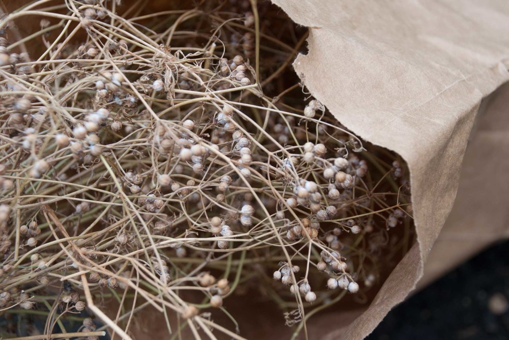 3 Steps to Collect Seeds – P. Allen Smith