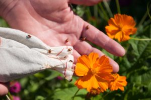 Beneficial Insects – P. Allen Smith