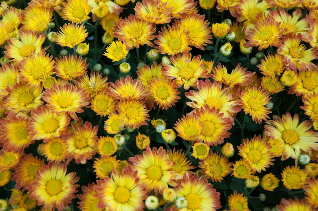 Pinching Back Garden Mums – P. Allen Smith