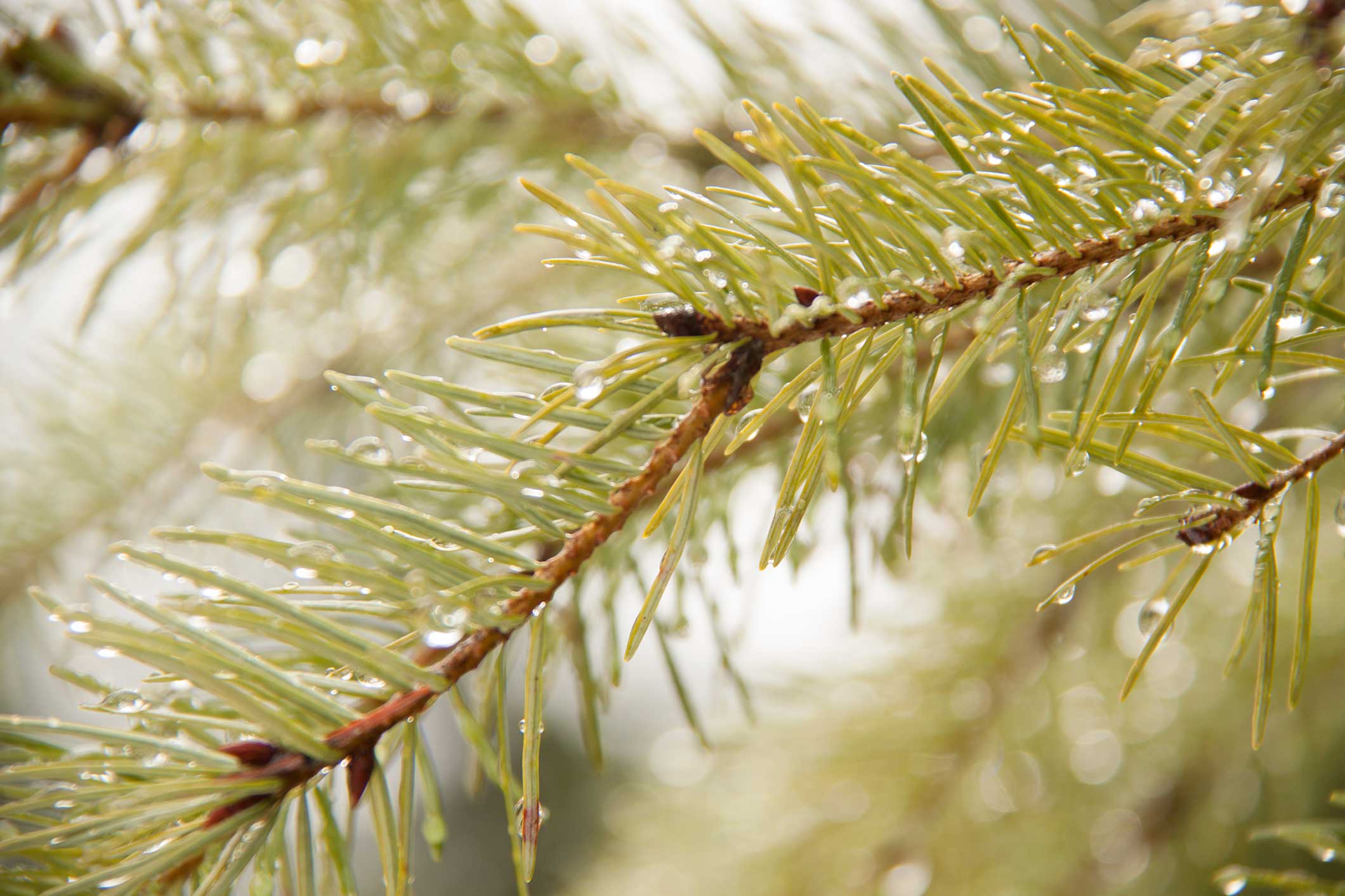 Live Christmas Tree Care live-christmas-tree-care