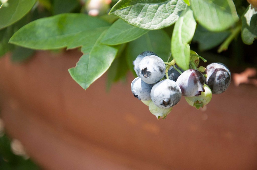 Selecting the Right Blueberry Bush for Your Garden – P. Allen Smith