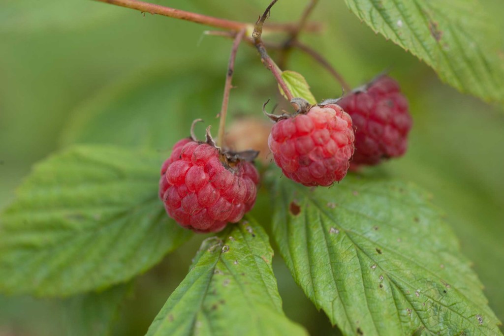 Raspberry Varieties for the Home Garden – P. Allen Smith