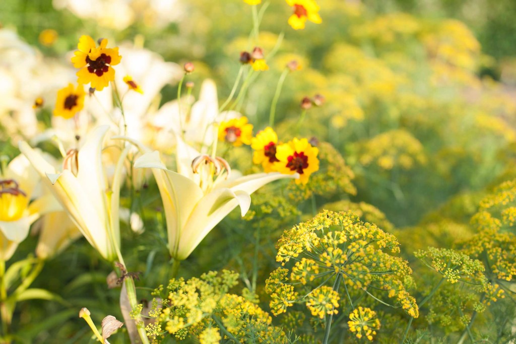 Mixed Flower and Herb Garden – P. Allen Smith