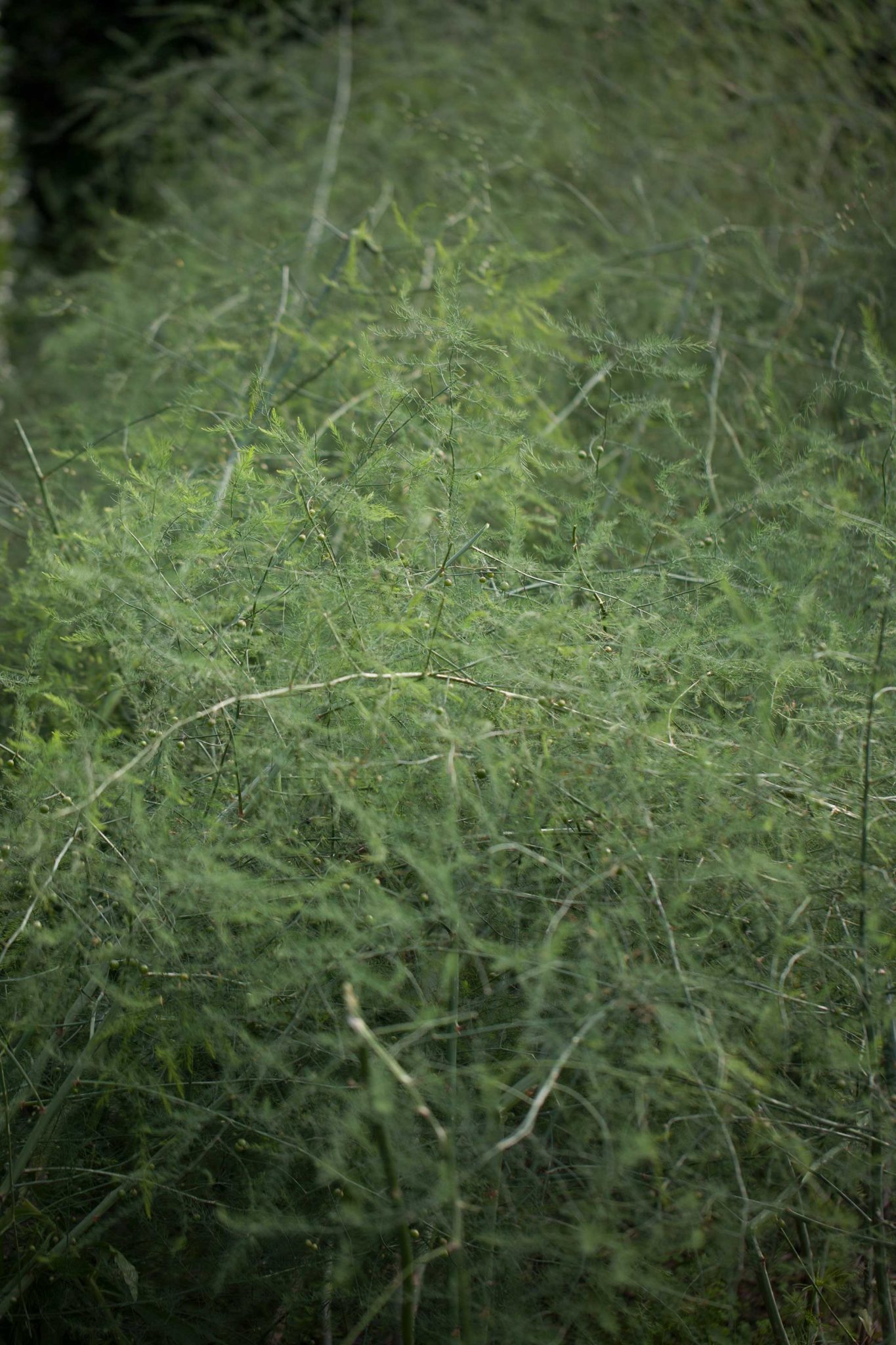 Asparagus Fronds – P. Allen Smith
