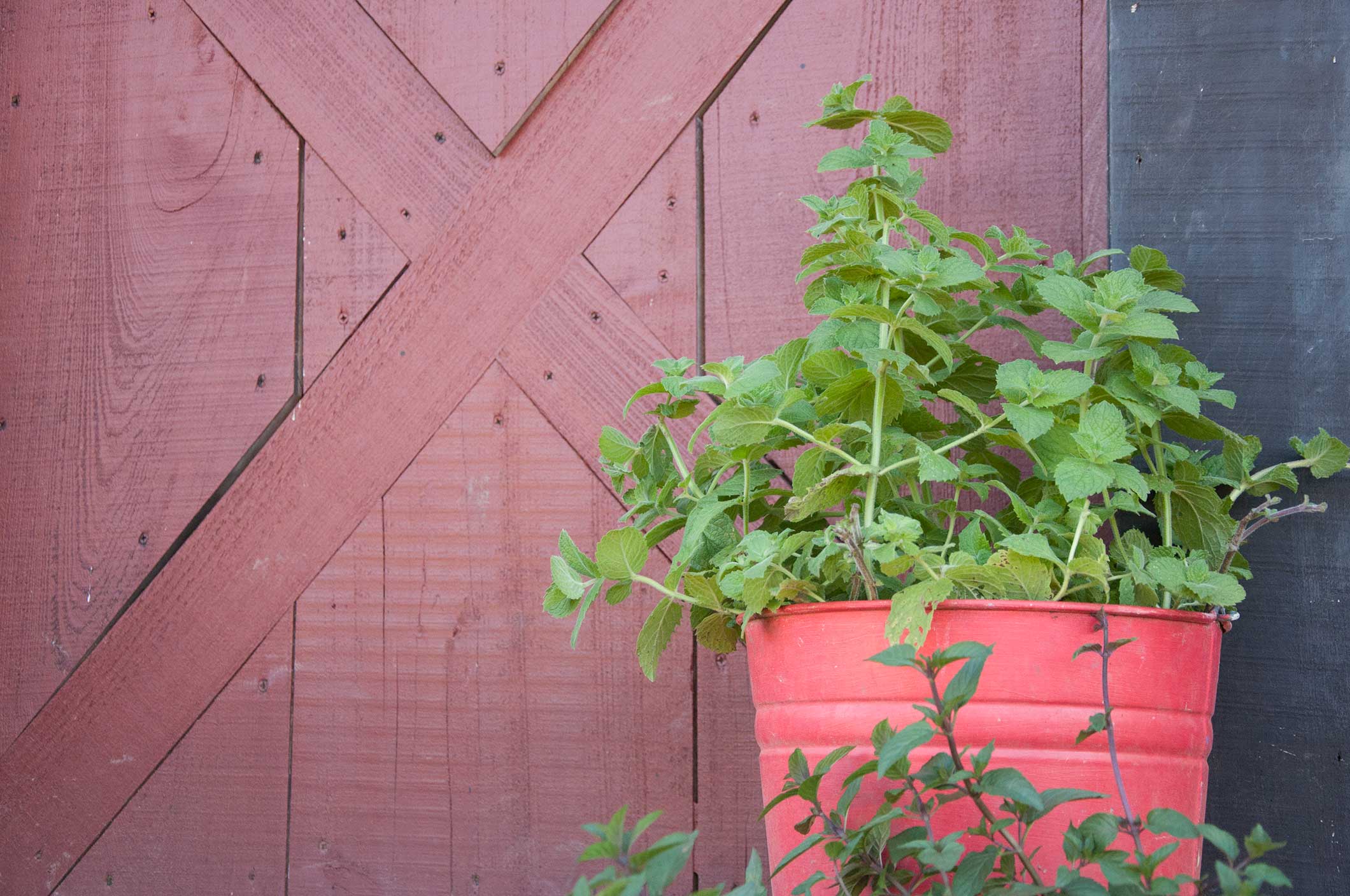 Colorful Containers of Mint