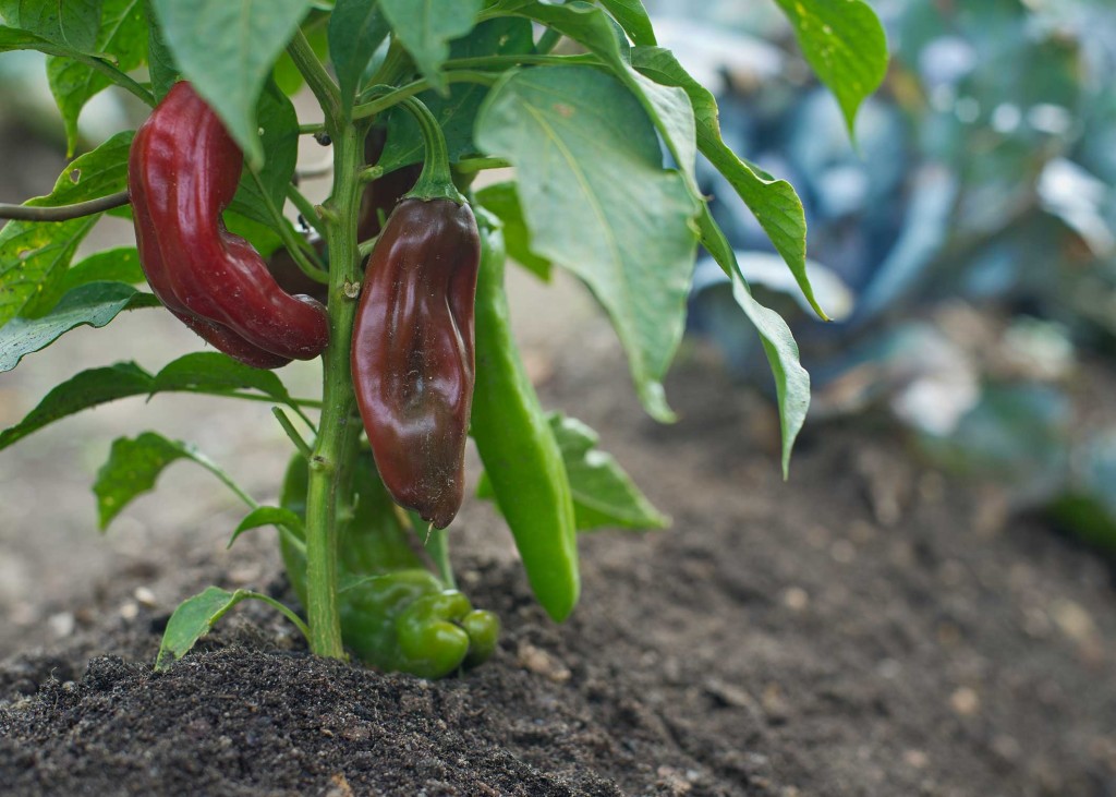 In the Kitchen: Chili Peppers – P. Allen Smith