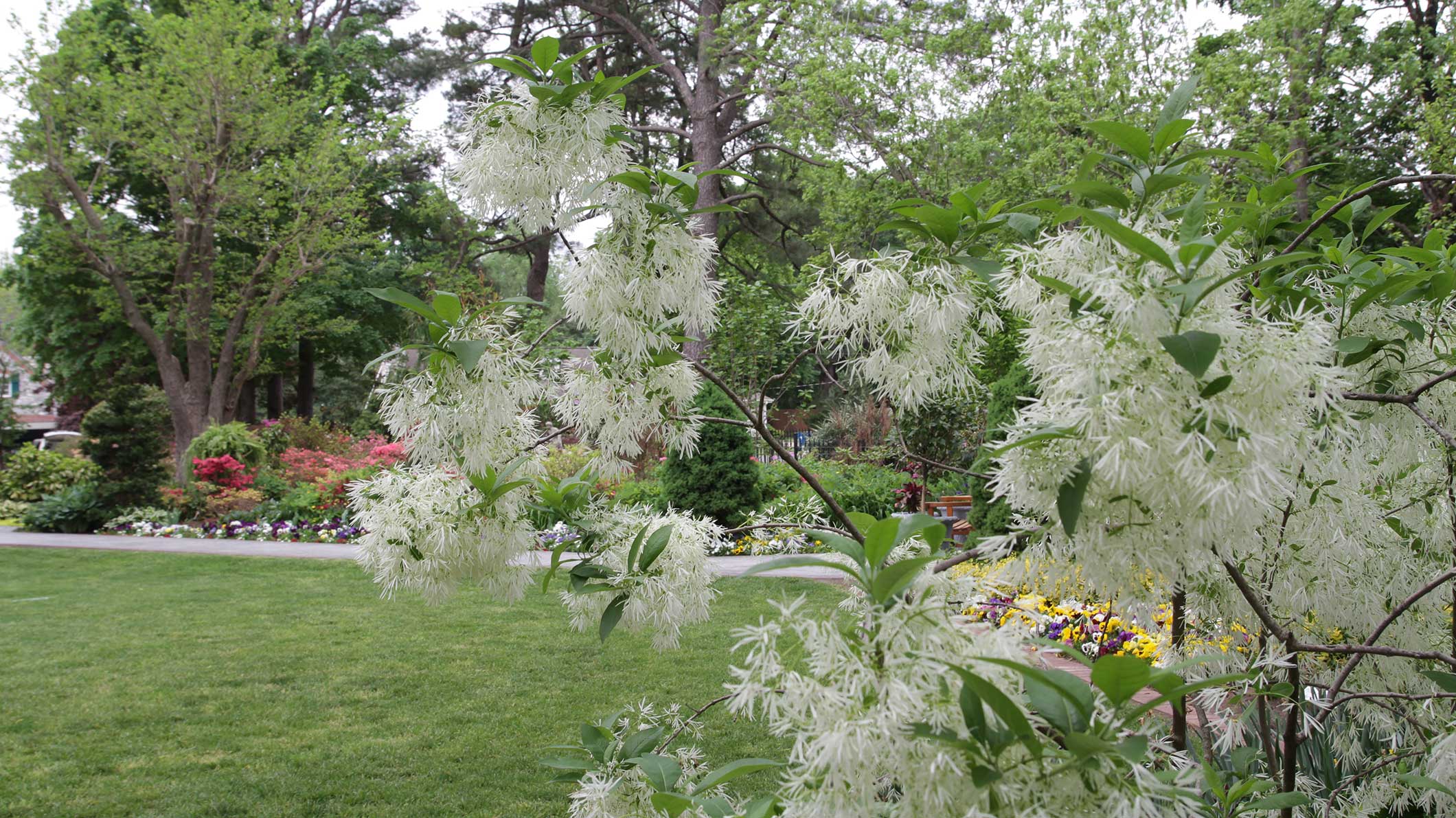 Fringe Tree