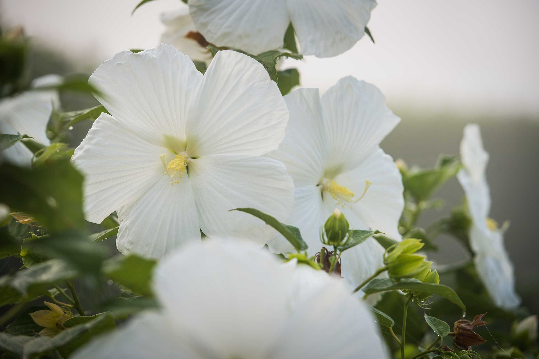 Blue River II Hardy Hibiscus – P. Allen Smith