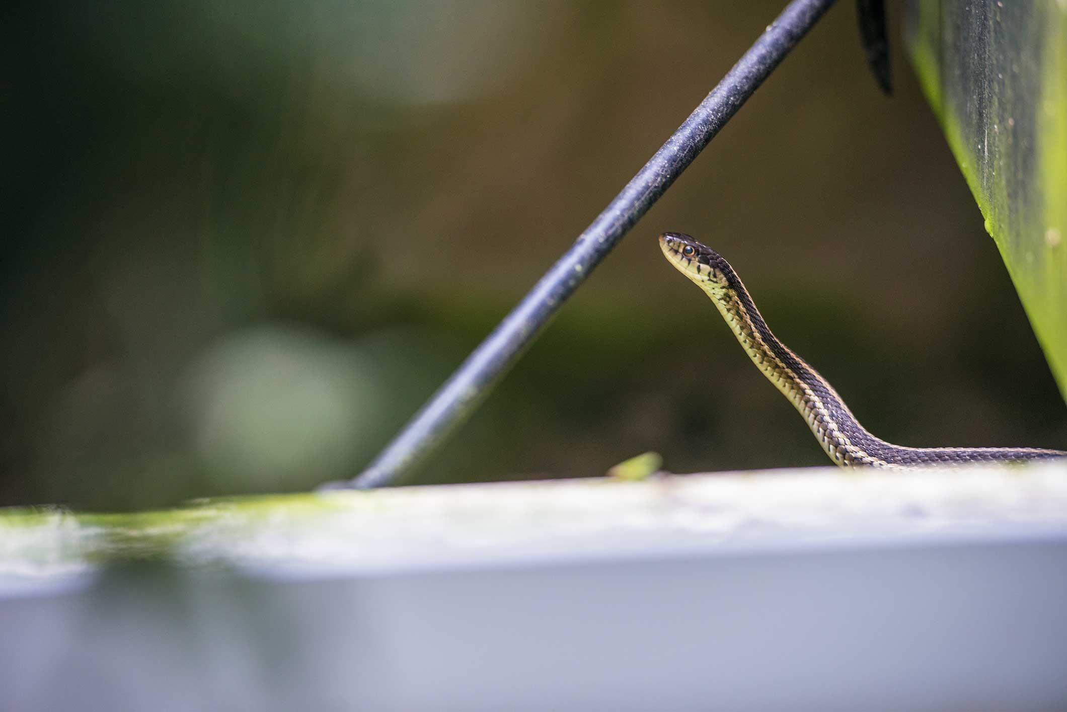 Too Many Snakes – P. Allen Smith