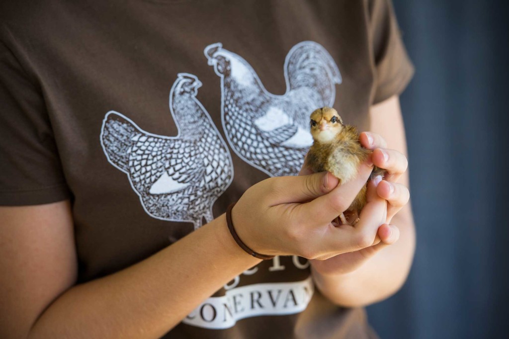 Raising Chickens – Purchasing Chicks – P. Allen Smith