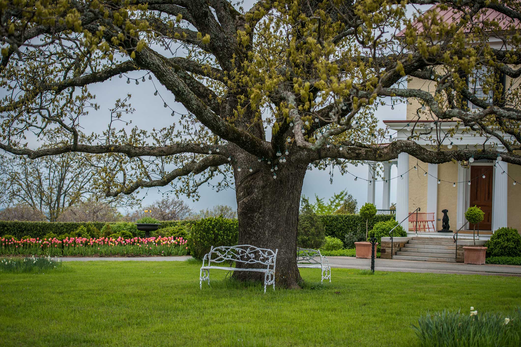 Lightning Rods for Trees – P. Allen Smith