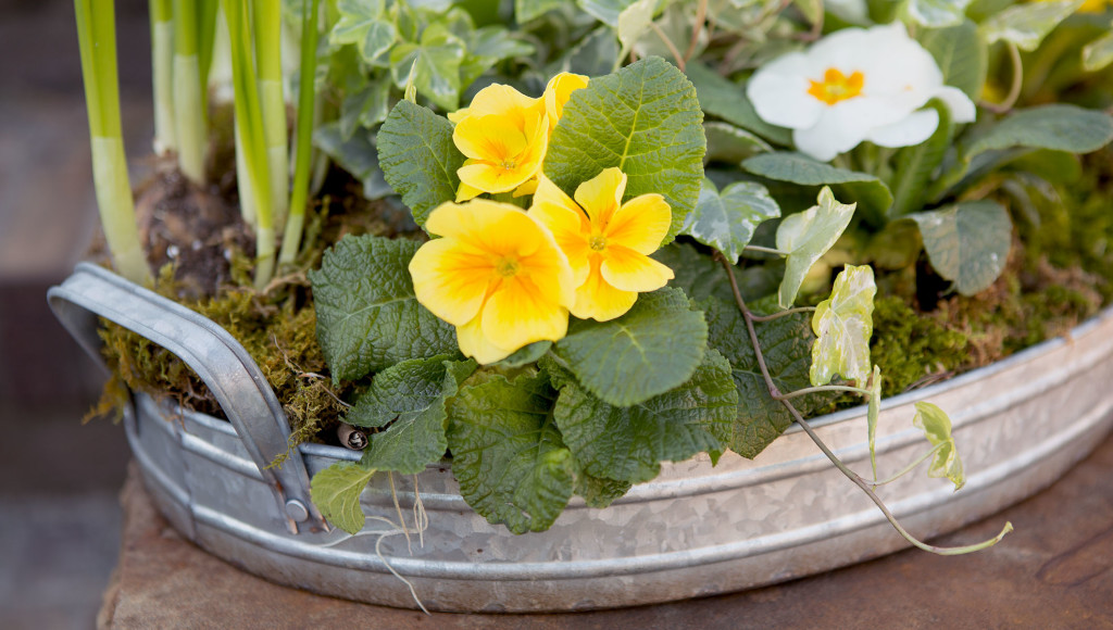 Tabletop Spring Garden – P. Allen Smith