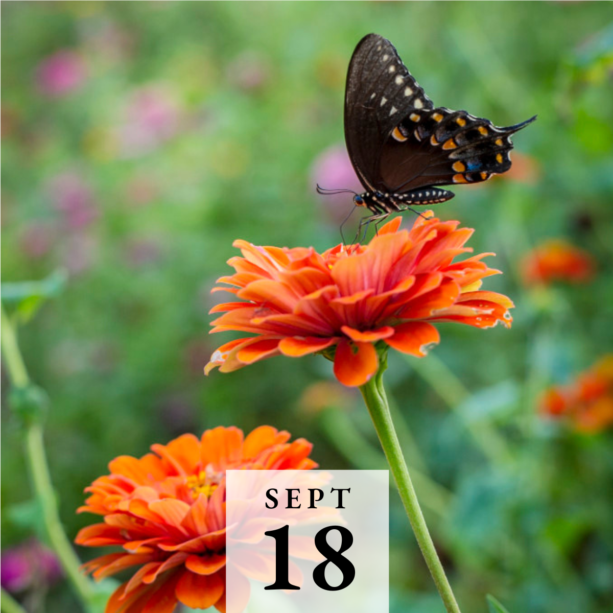 September 18, 2025 - P. Allen Smith