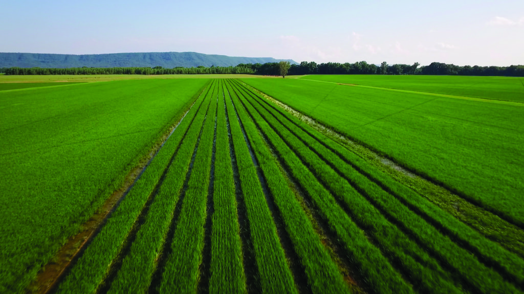 The Story of Ralston Family Farms
