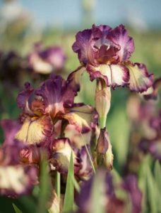 Growing Iris – P. Allen Smith