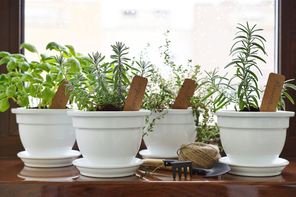 Herb Windowsill Garden – P. Allen Smith