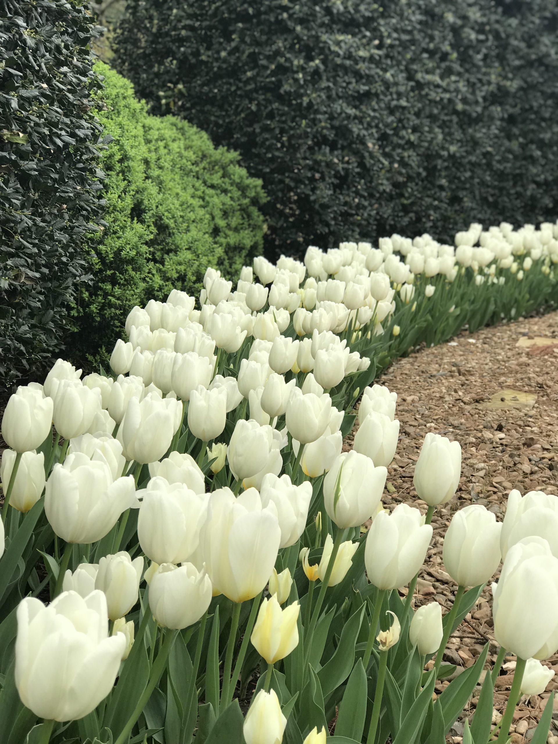 5 Things I’ve Learned From Designing with Tulips – P. Allen Smith