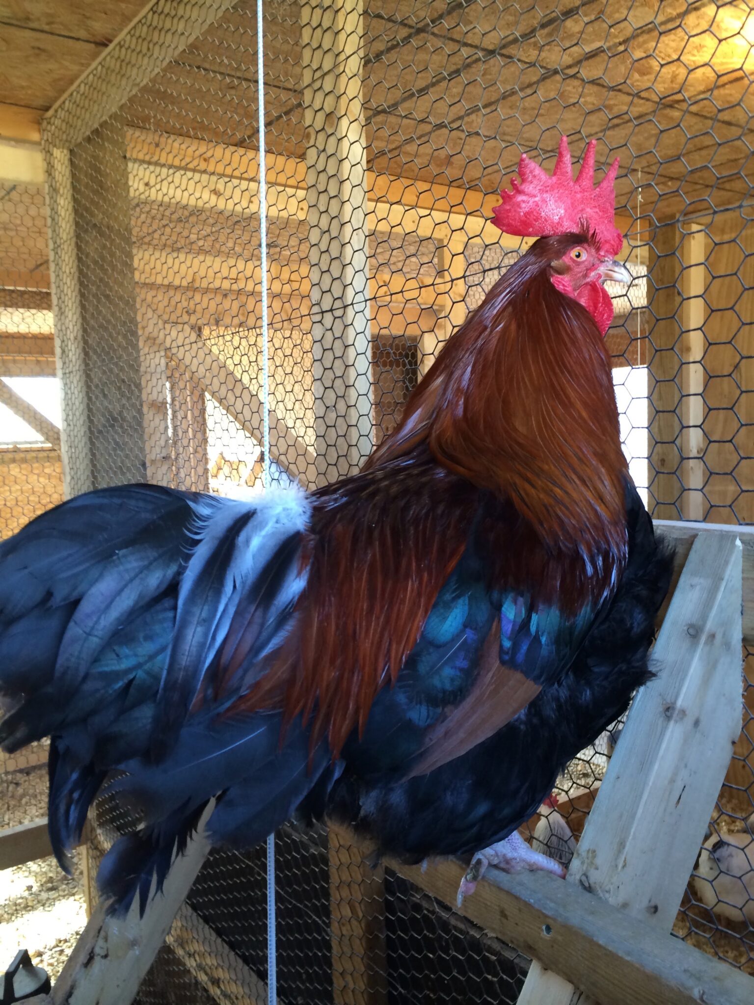 Red Dorking Pair - P. Allen Smith