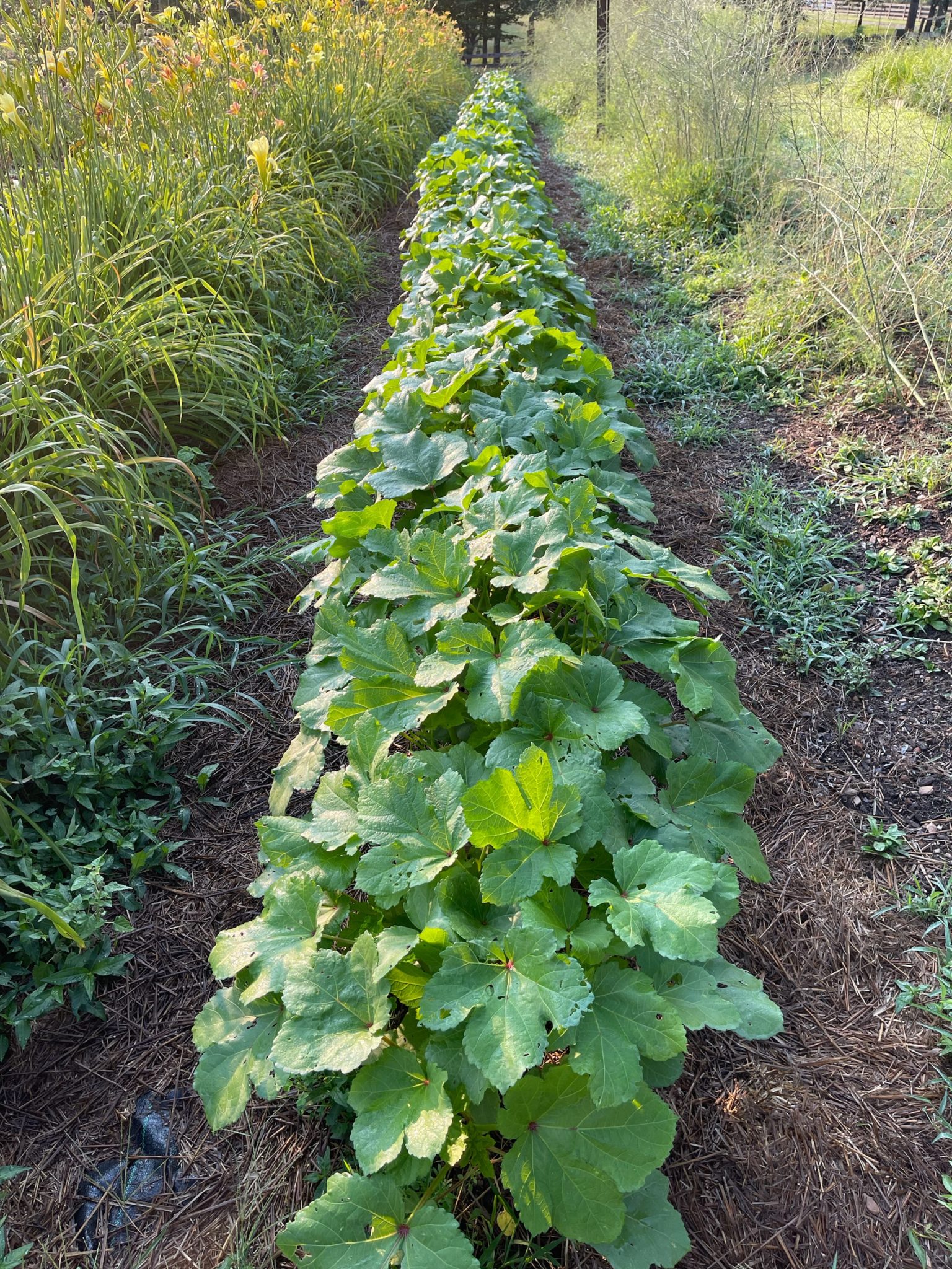 Growing Okra – P. Allen Smith