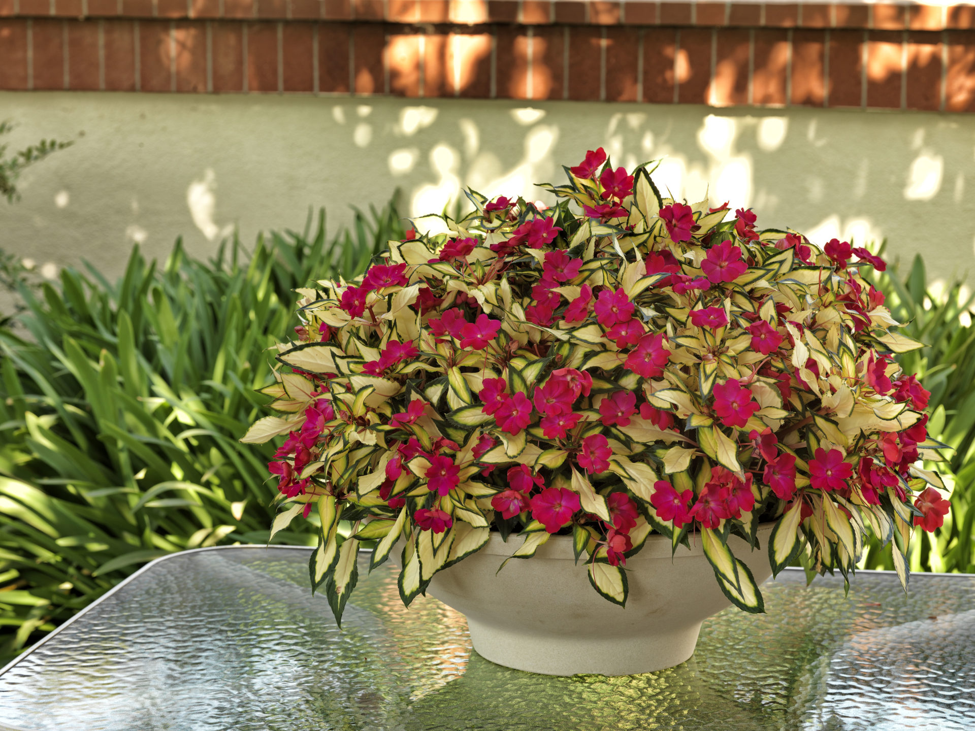 Which SunPatiens are Right for You? – P. Allen Smith