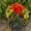 5 SunPatiens Container Combinations for Summer – P. Allen Smith