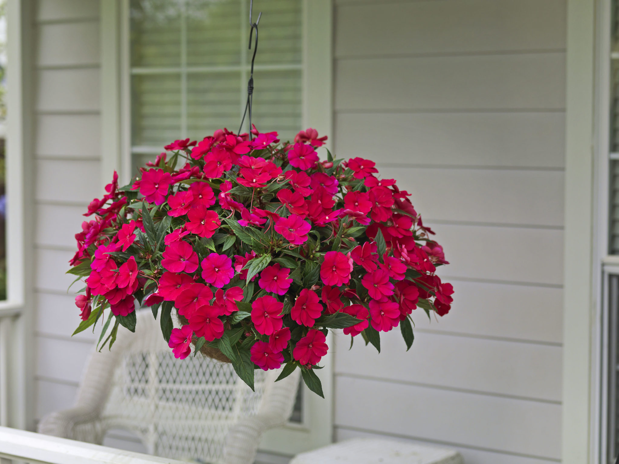 Which SunPatiens are Right for You? – P. Allen Smith