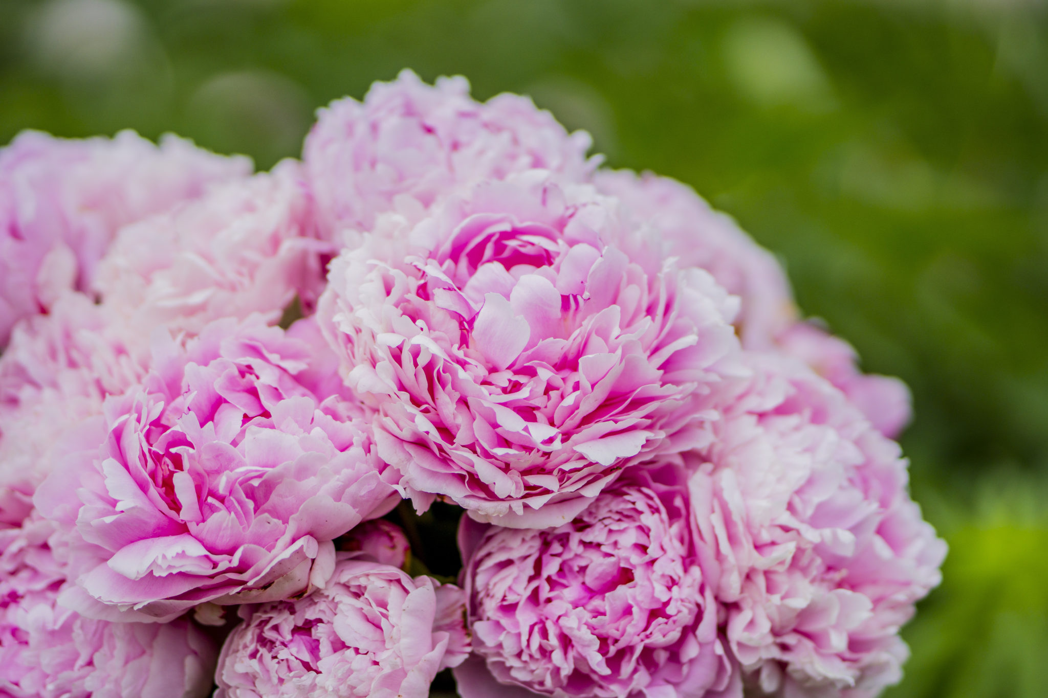 Peonies – P. Allen Smith